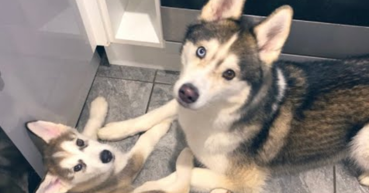 Husky Meets Puppy For The Very First Time! | When Zeus And Storm Met ...