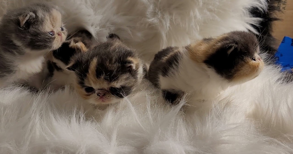 Calico Exotic Shorthairs (video)