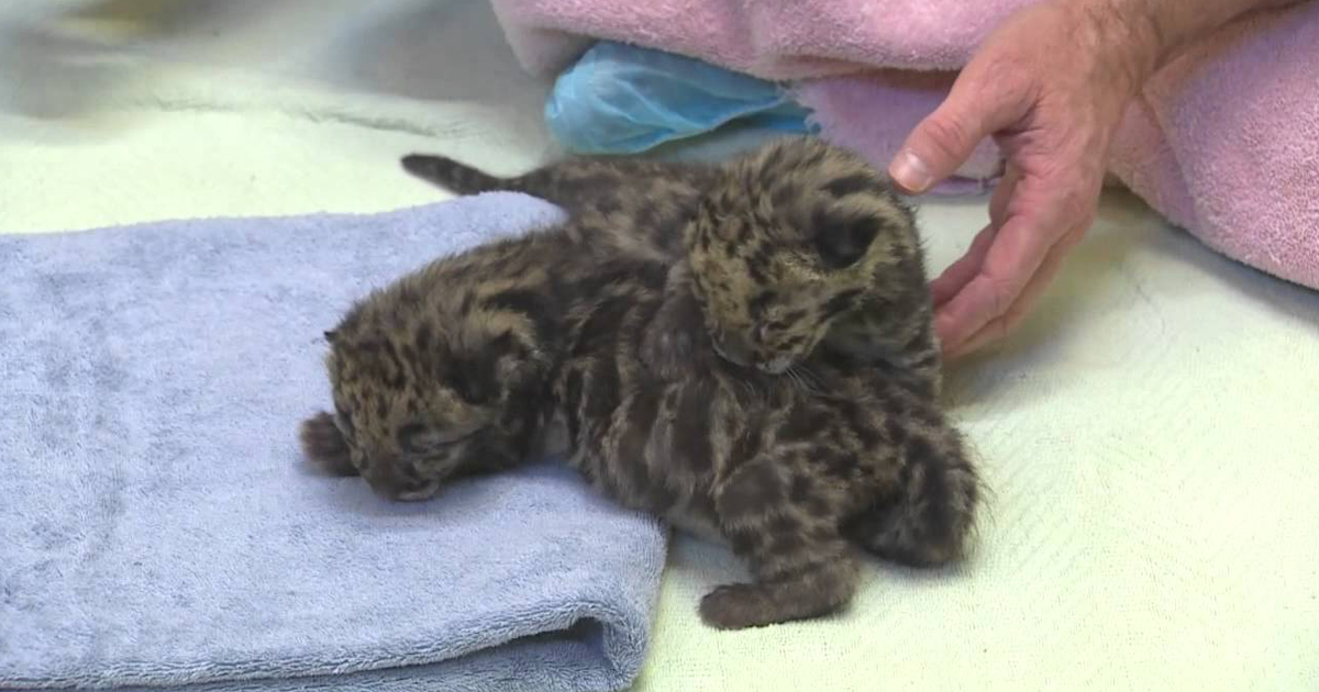 Newborn clouded leopard cubs make public debut at Point Defiance Zoo in Tacoma