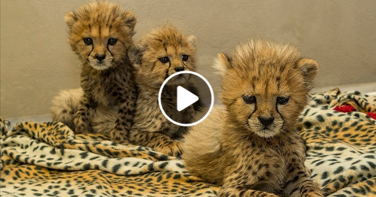 Three Cheetah cubs