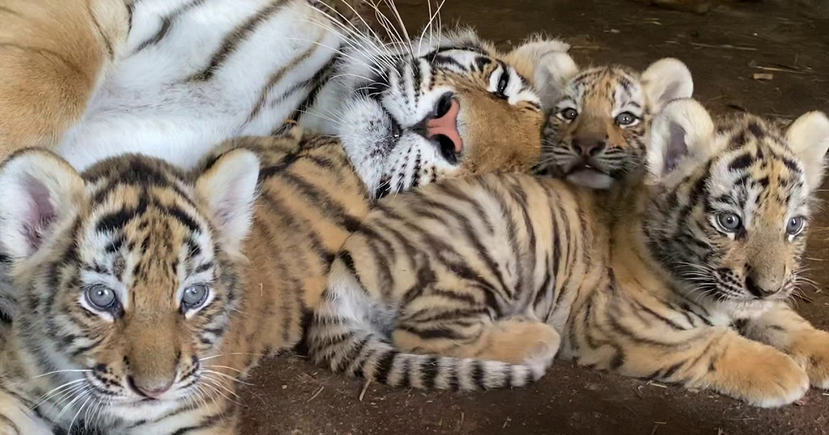 Fall in love with cute cubs