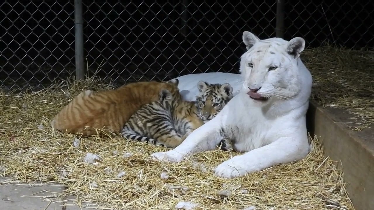 Nina has endless energy and Ginger has endless patience | White Tiger ...