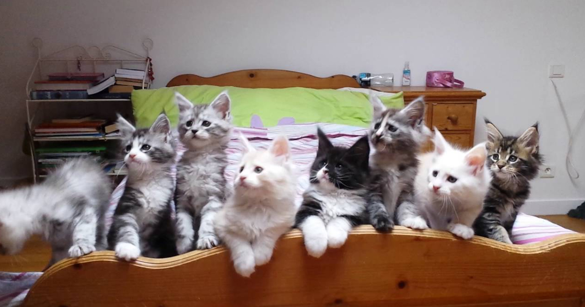 Cuteness Maine coon kittens make you smile