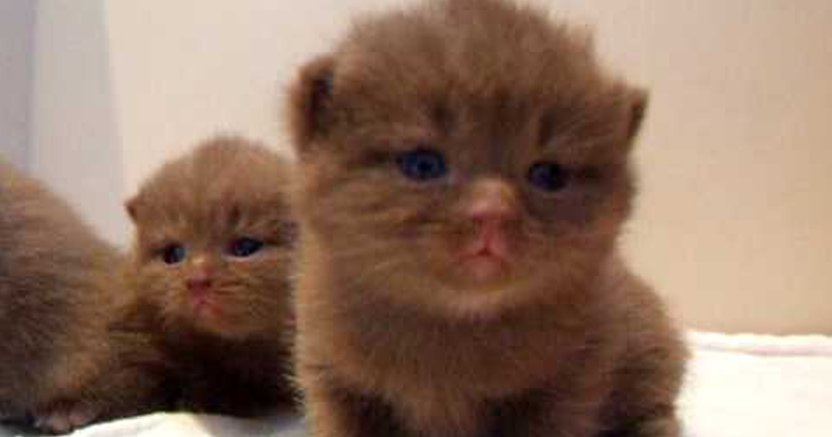 British shorthair litter Cinnamon kittens (video)