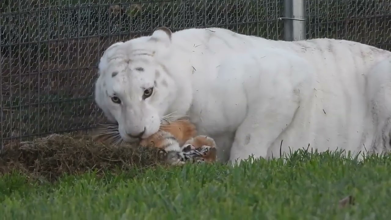 Ginger and Suger Fight | Protective White Tiger Mommy | Cute Tiger Cubs ...