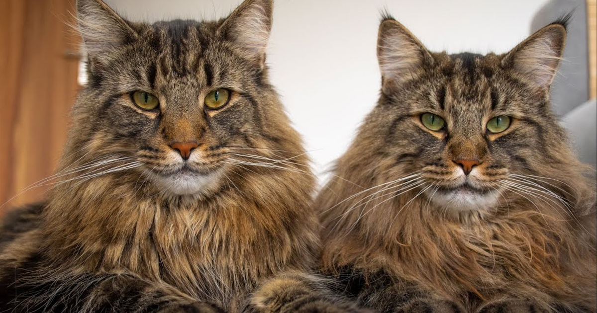 Christmas time with our cats | Norwegian Forest Cats (video)