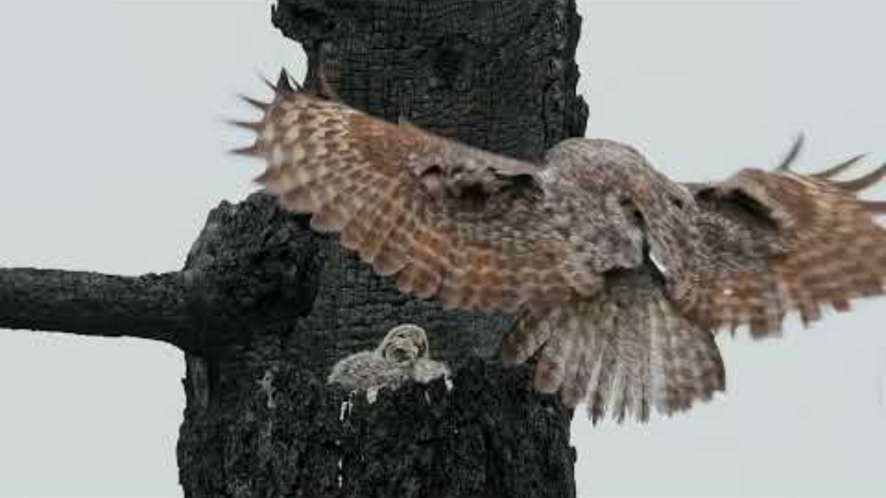 Great Grey Owl Family. Double fly-in...,