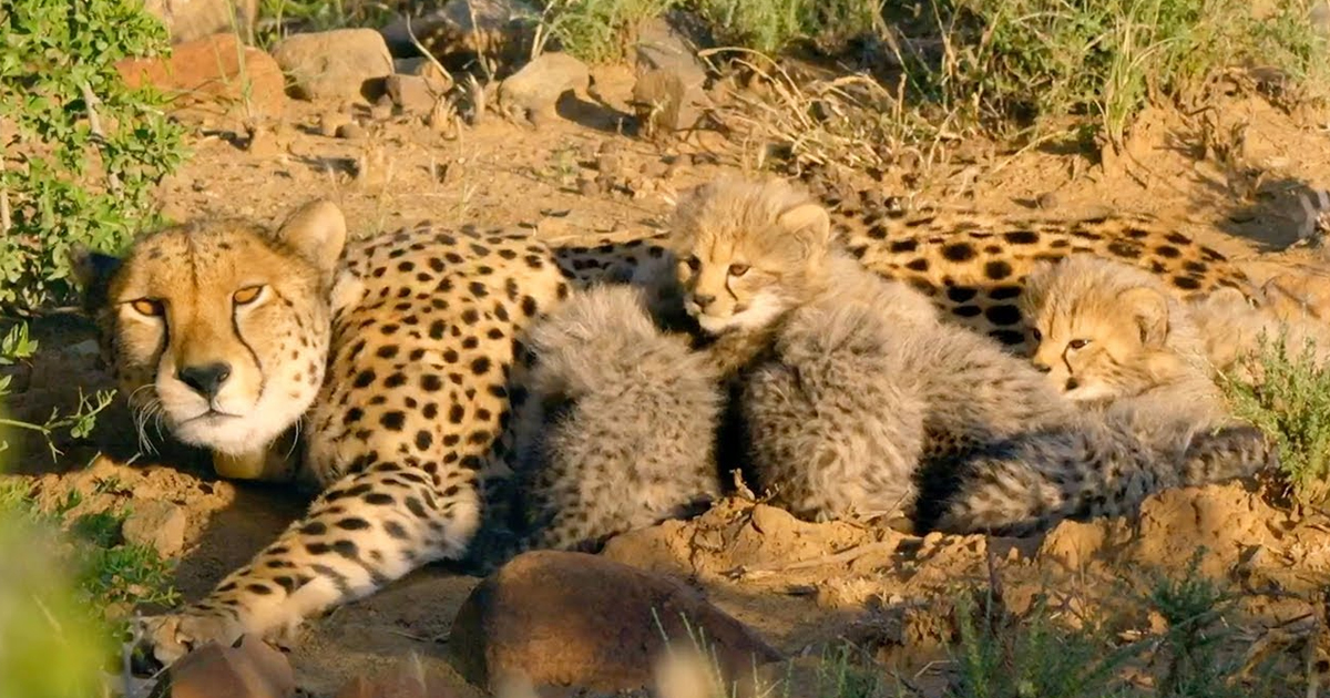 Hungry Cheetah Cubs Need To Eat﻿﻿ The Cheetah Family & Me