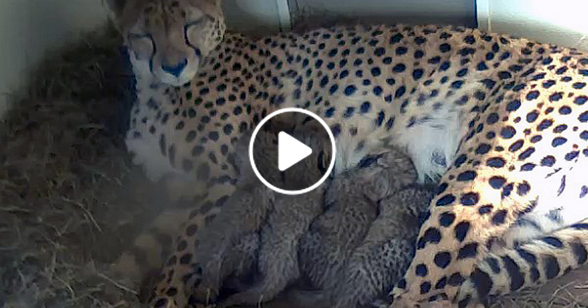 Five Cheetah cubs born at Monarto Zoo