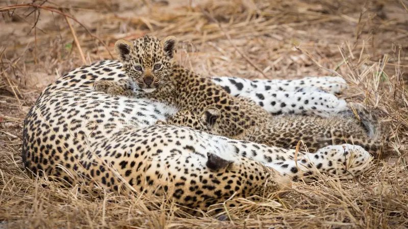 A leopard with two tiny cubs that we found in Kruger National Park.,