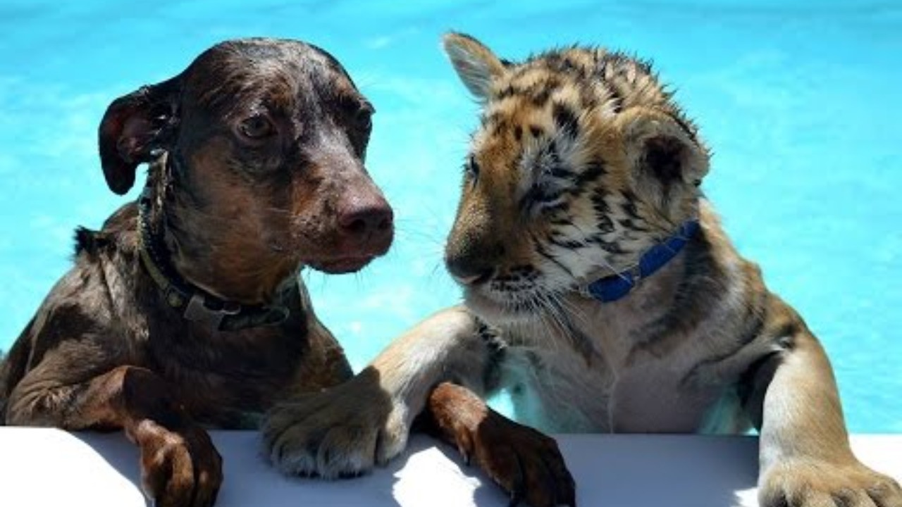 Cute Tiger & Puppy unlikely friends play together & Swim,