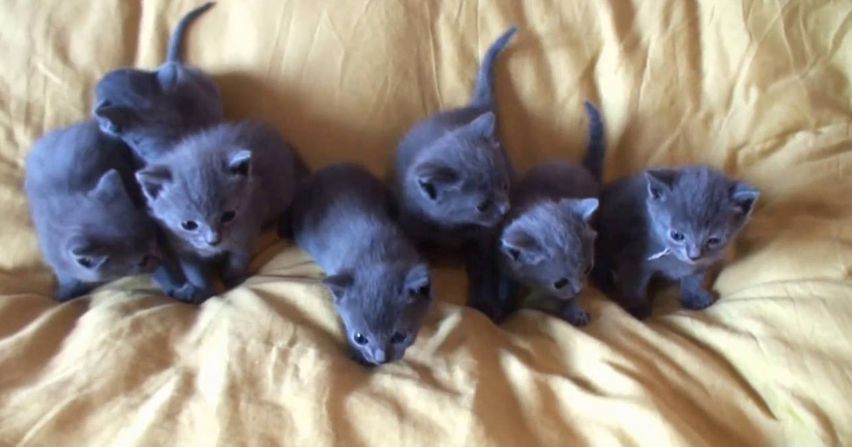 6 weeks old blue kittens (video)