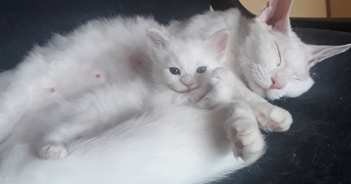 Snow baby and mama cat (video)
