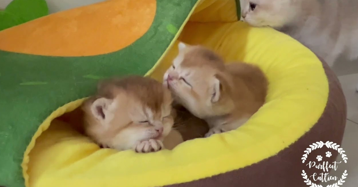 Beautiful golden babies 4 weeks