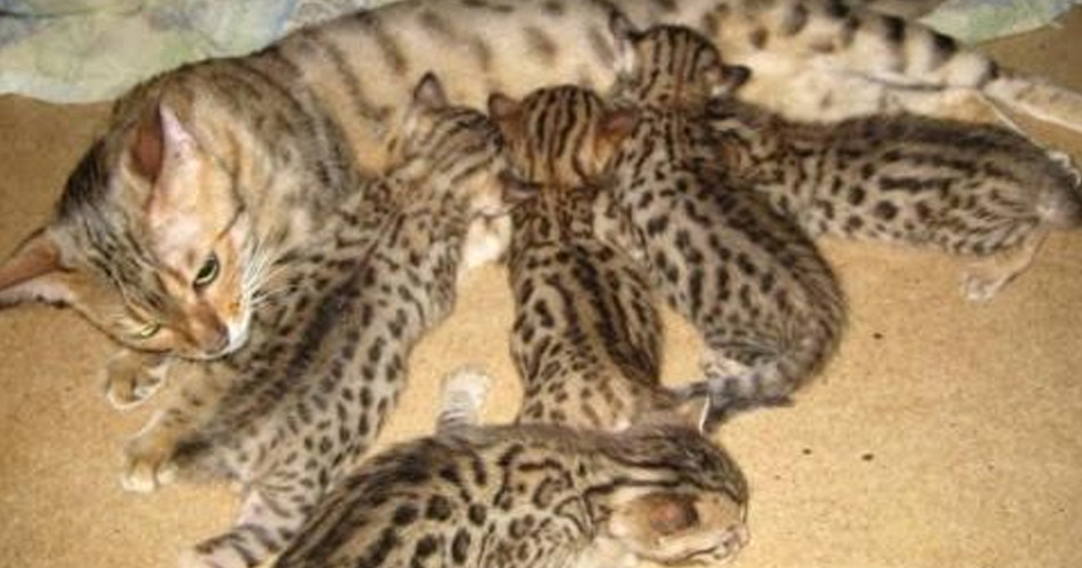 New born baby Bengal kittens (click to watch video)