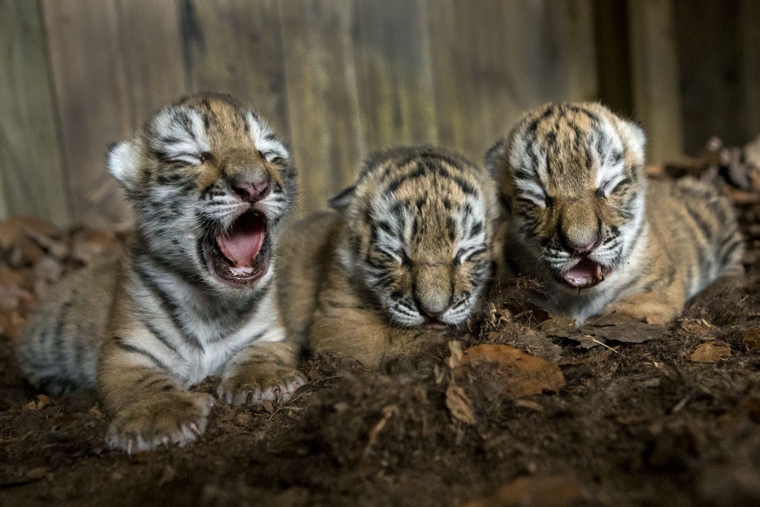 Newborn Tiger Cubs Make Adorable Debut,