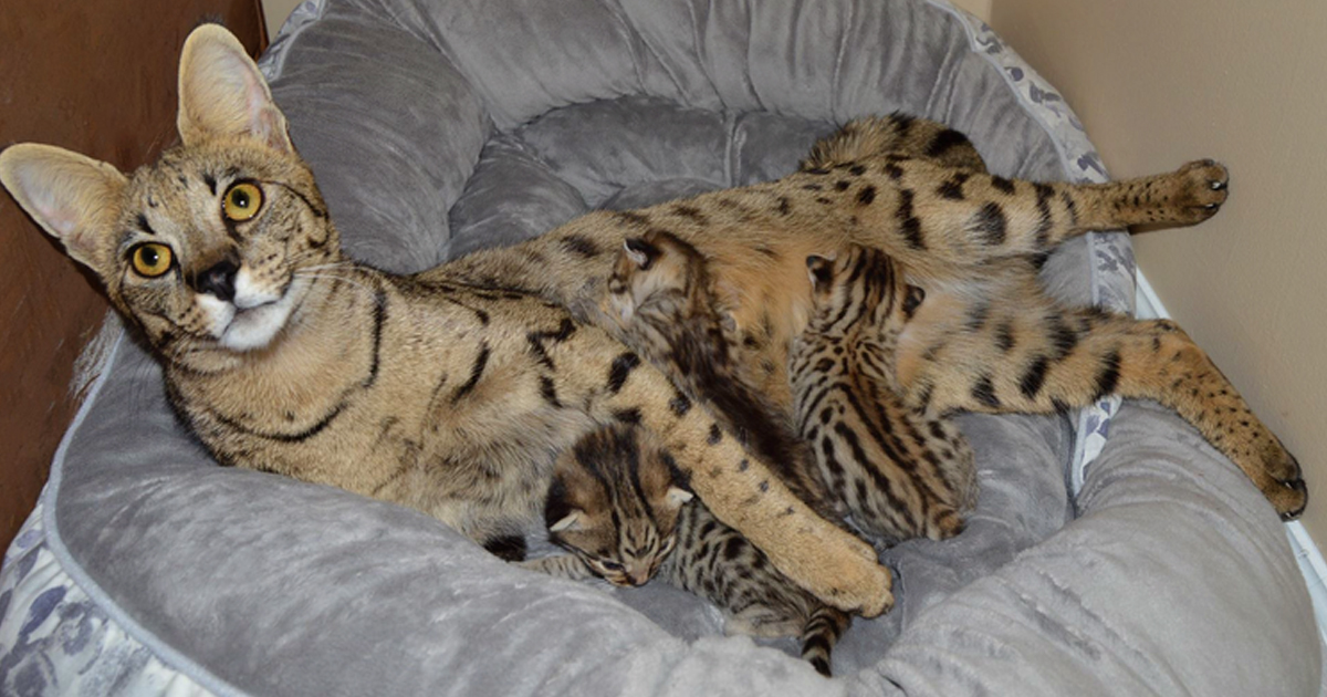 New born Serval kittens too cute