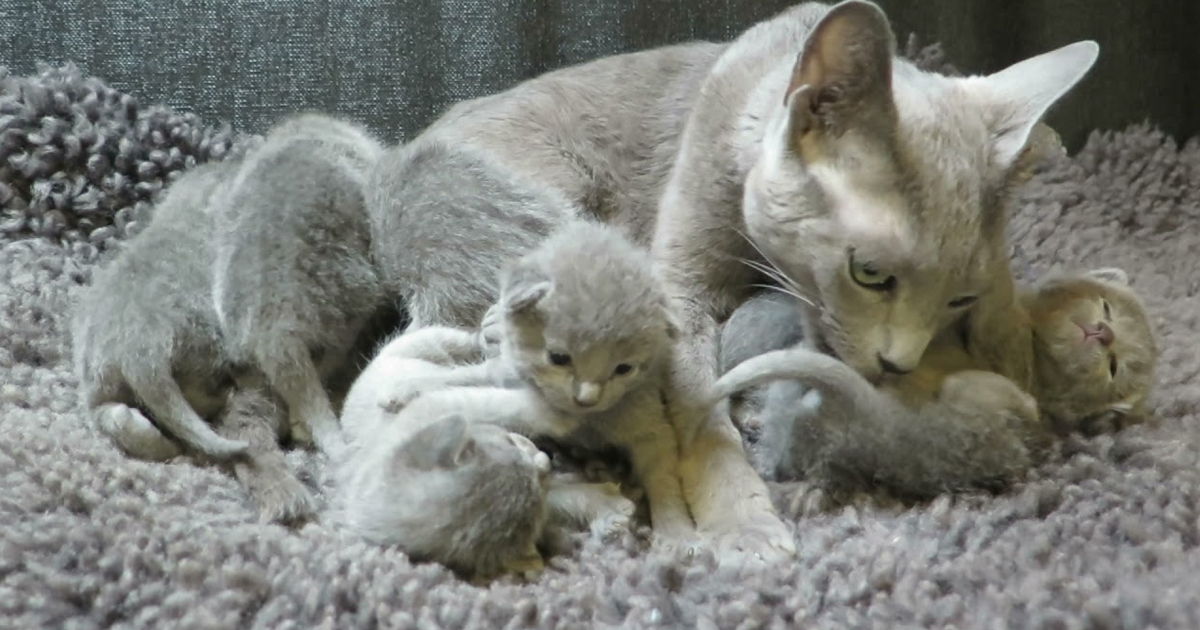 New born blue kittens with mama