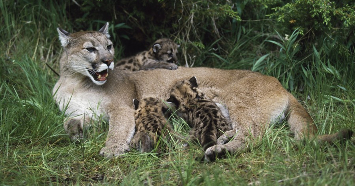 Baby mountain lions take first steps,