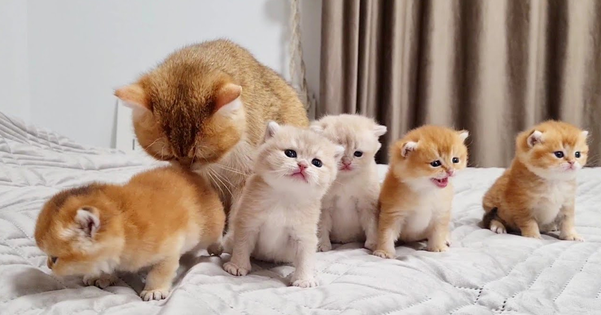 24 Days After Birth| Kittens walk and talk with mother cat (video)