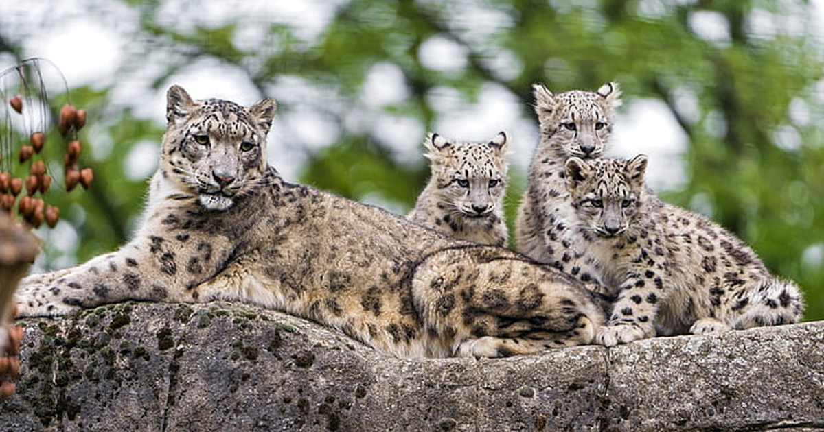 Amur Leopard Cubs With Mum At 9 Weeks Old