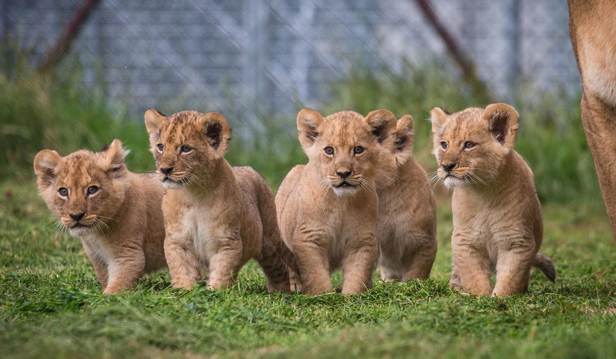 Adorable Lion Cubs Frolic as their Parents Look On,