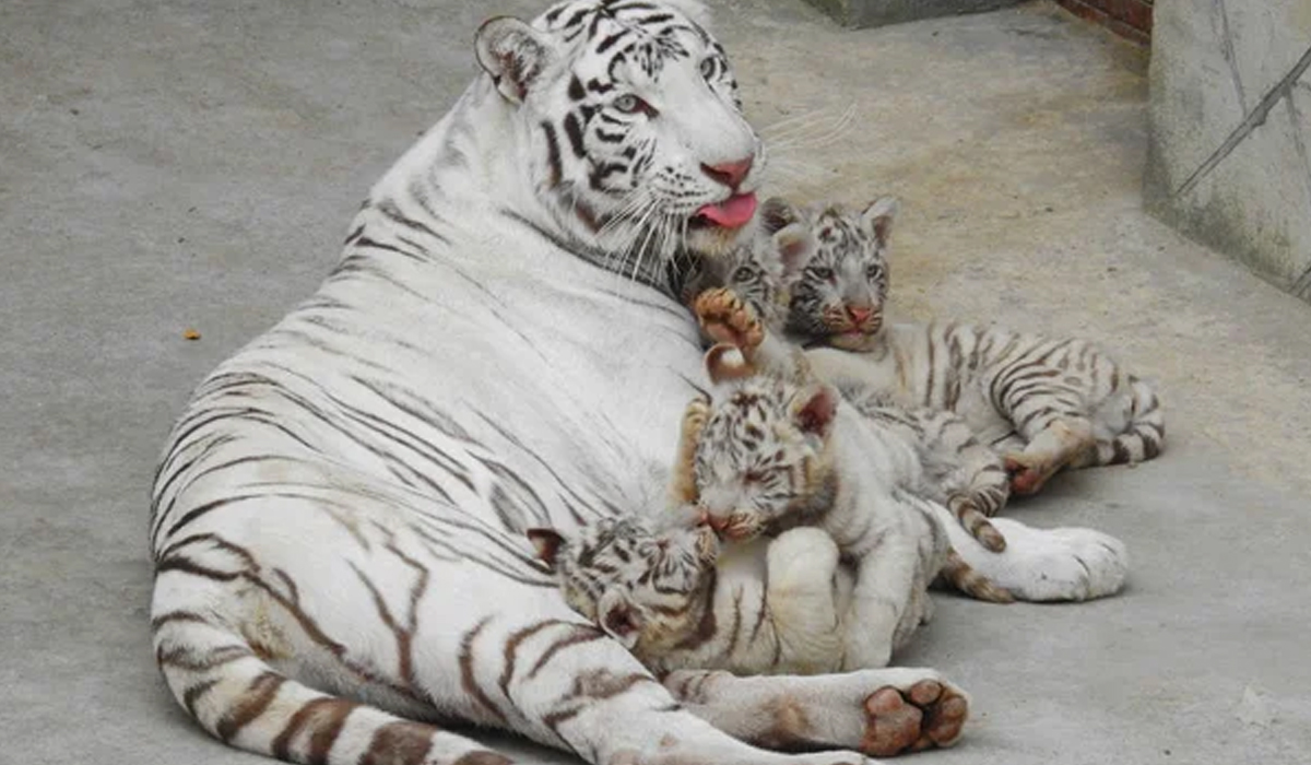 3 white white tiger cubs playing with mother,