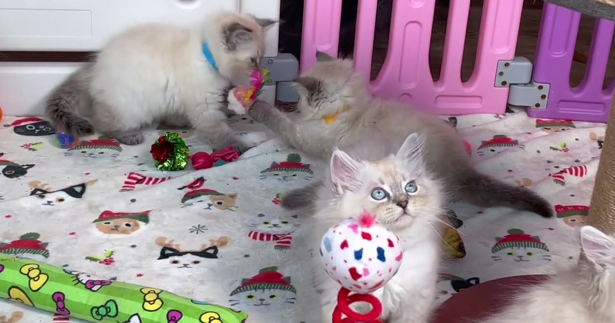 Siberian kittens too cute