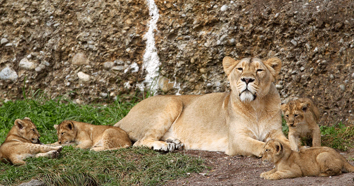 Lion cub struggle to keep up with mom in Kruger National Park,