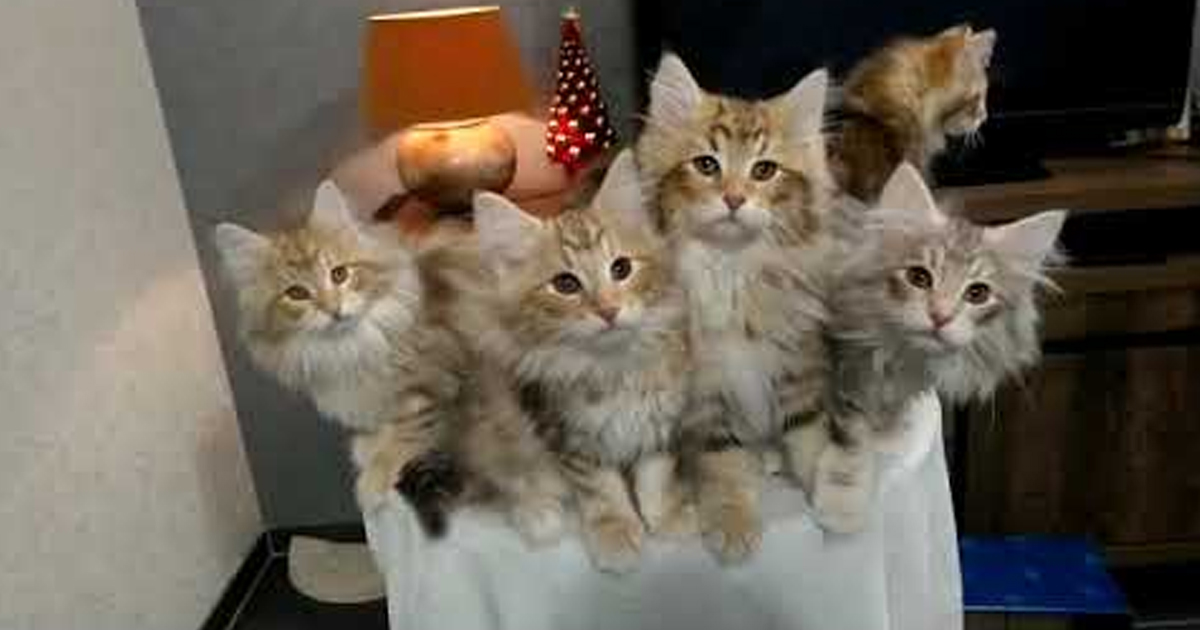 Cuteness Maine coon Kittens 13 weeks old (video)