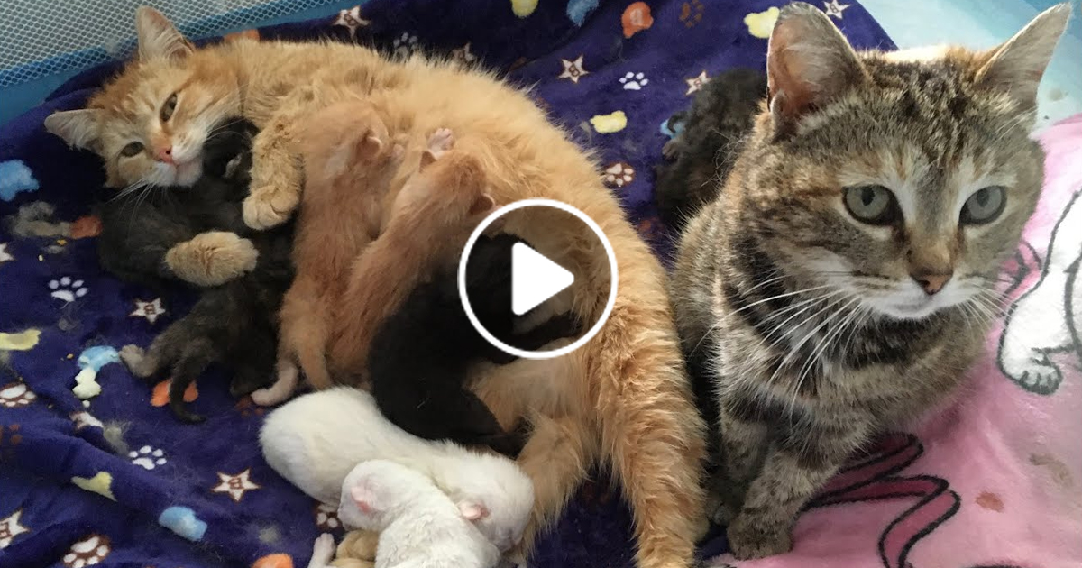 new born kittens with 2 mama cat