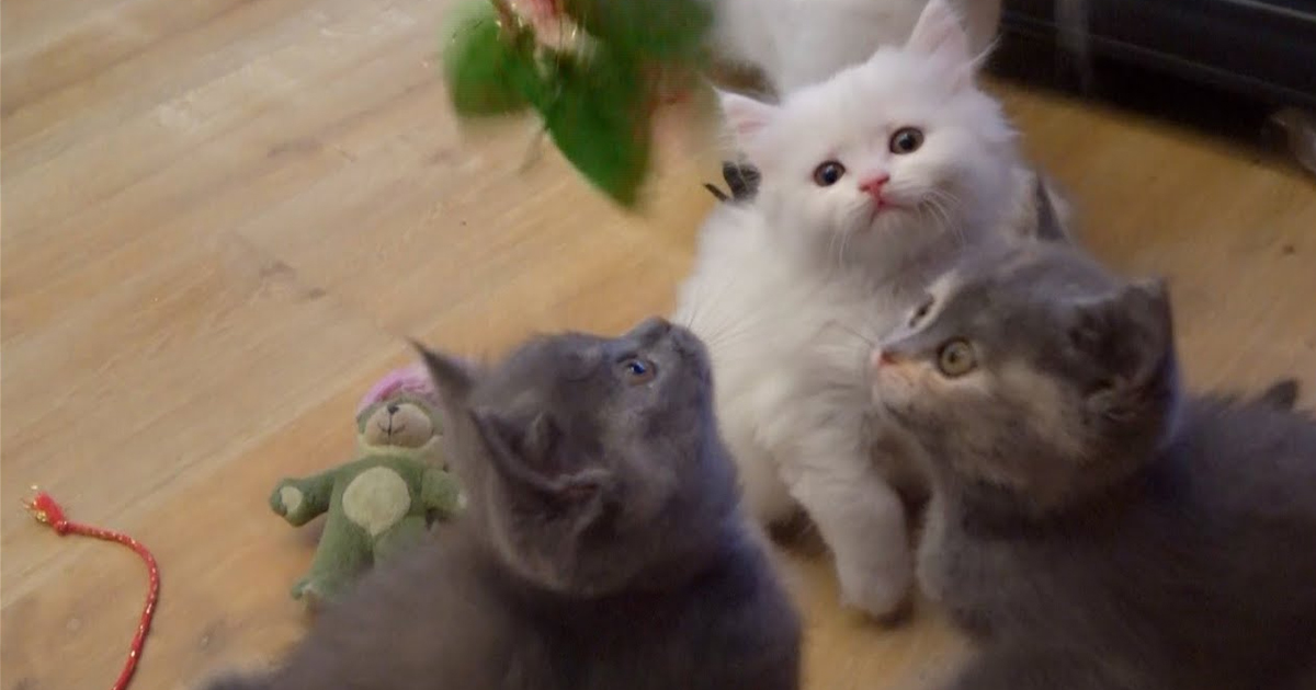 Cute kittens playing happy (video)