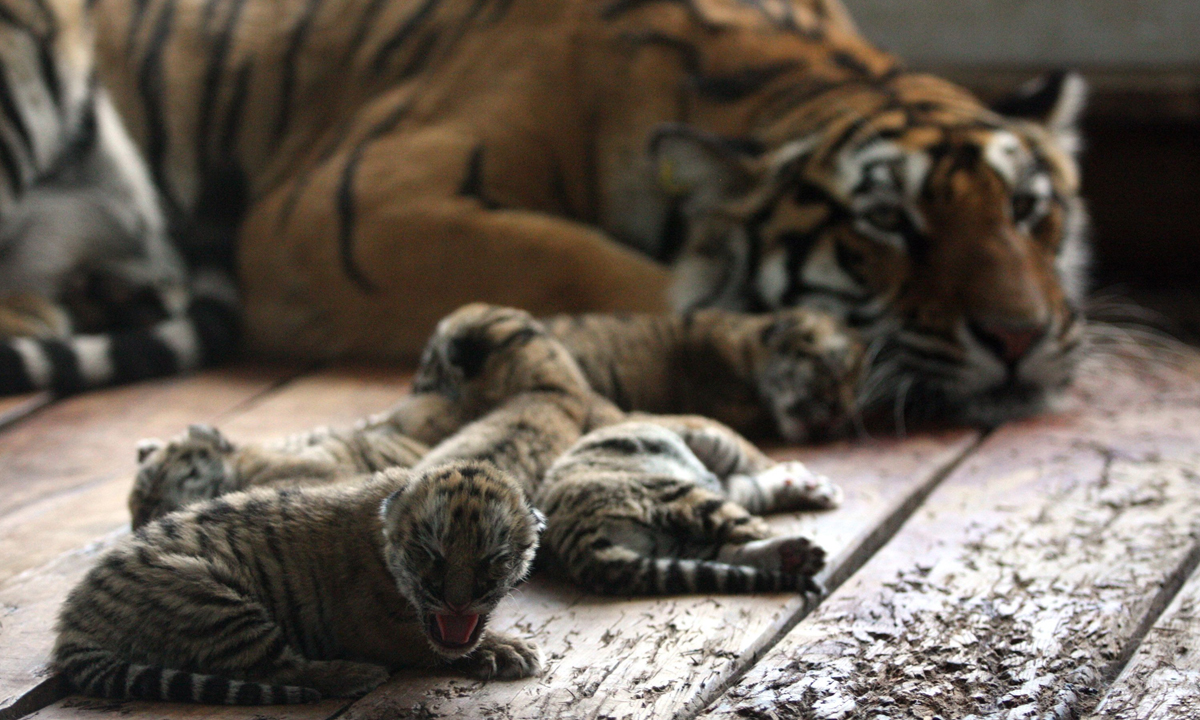 Five baby tigers : So cute