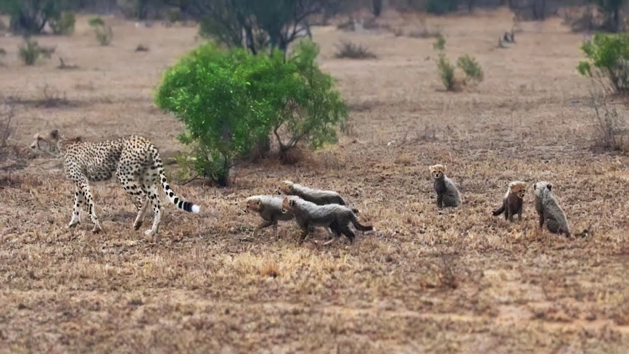 Cheetah with SIX tiny cubs