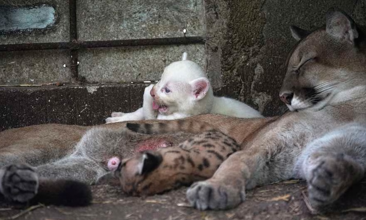 White Puma cub,