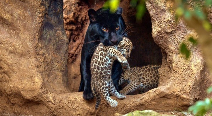 Jaguar Twin Cubs,