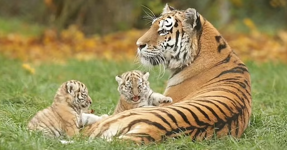 Tiger cubs at the Minnesota Zoo make their public debut,