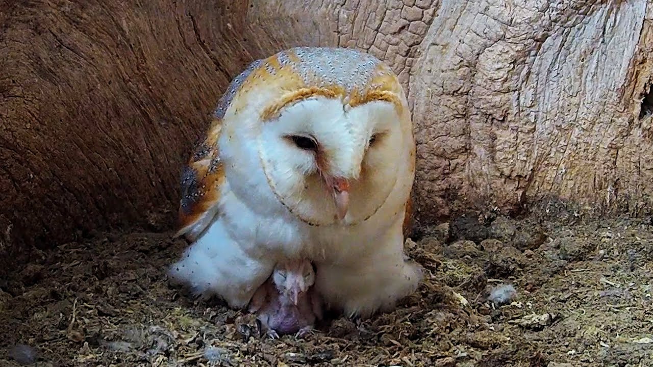 Barn Owl Reveals Two Tiny Chicks | Gylfie & Dryer | Robert E Fuller,