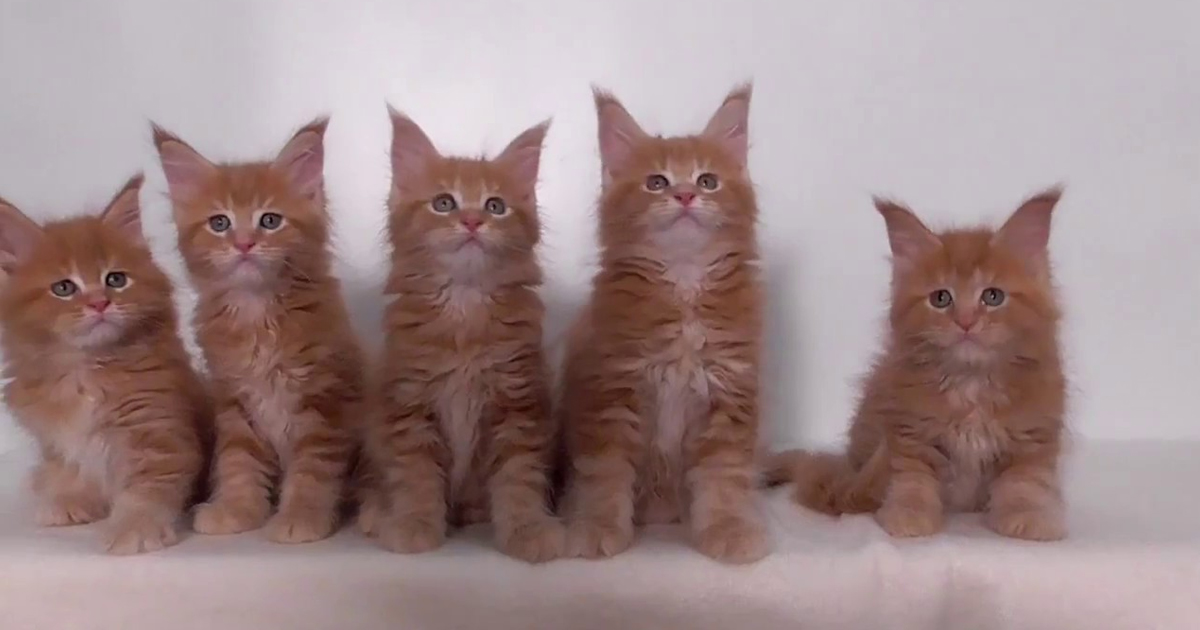 Beautiful orange Maine coon kittens (video)