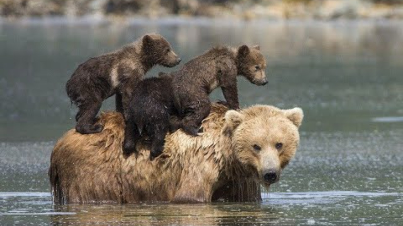 The Importance of Wild Animals in Human Life,