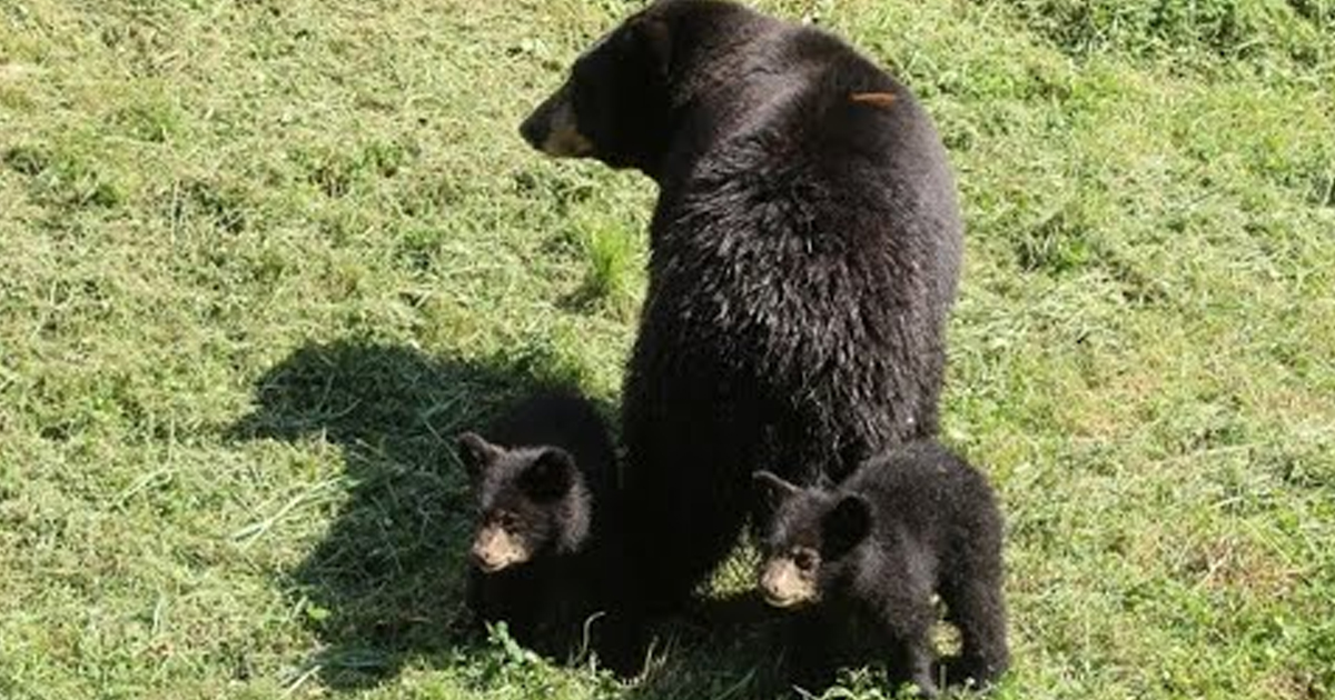 beautiful bear cubs too cute