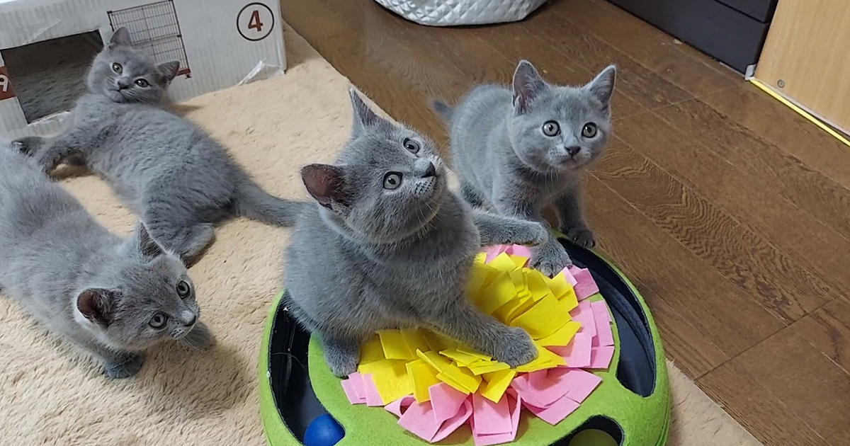 Beautiful blue kittens make you smile (click to watch video)