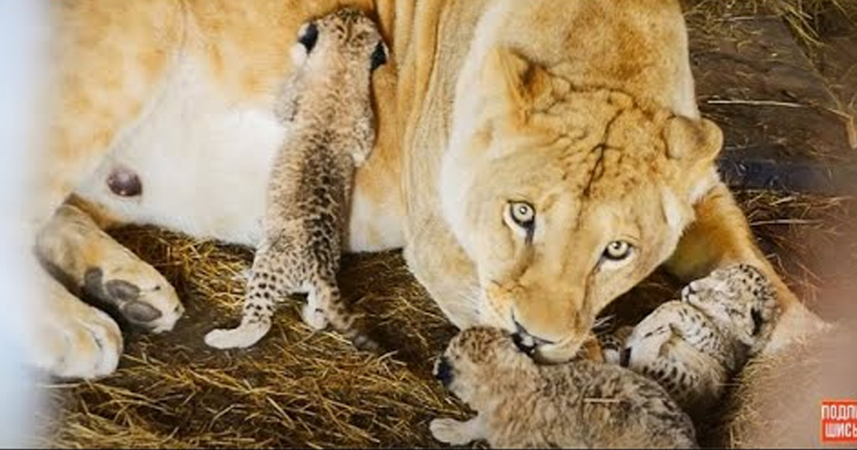 new born lion cubs