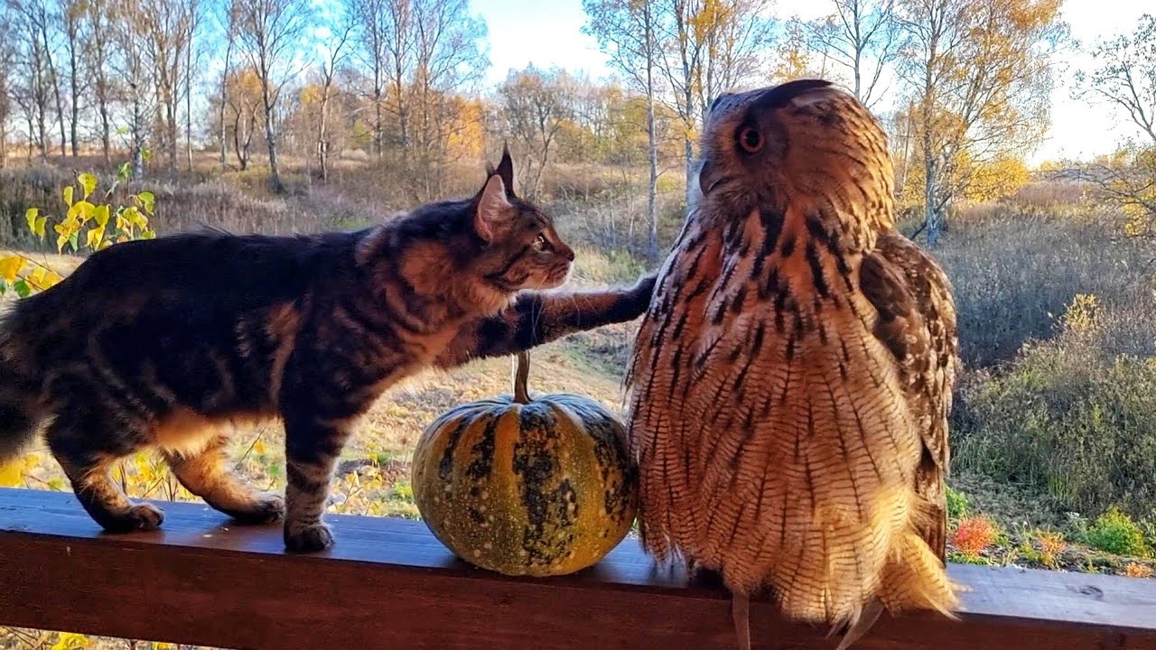 Cloudberry cat touched the owl Yoll for a secret place! Outrageous ...