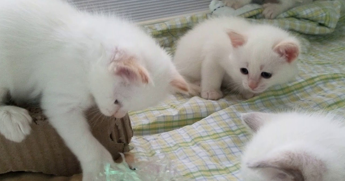 TICA registered Tortie and Red point Siamese and Balinese kittens