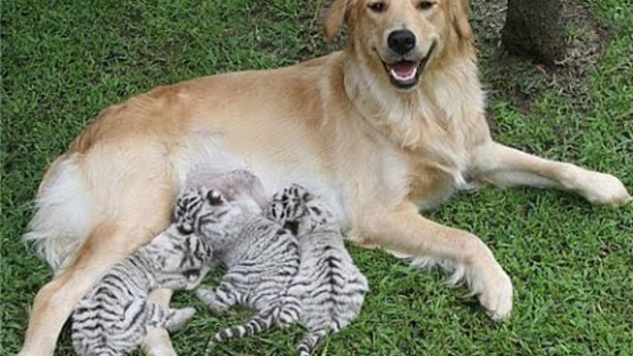 Golden Retriever Nursing the White Tiger Cubs