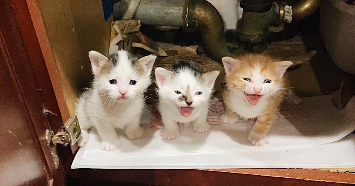 Cute kittens meowing + talking