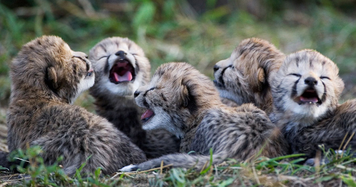 Milani Bonds with her Newborn Cubs