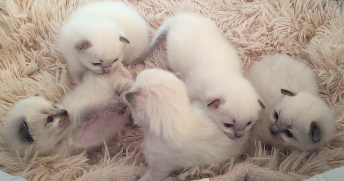 New born Ragdoll kittens
