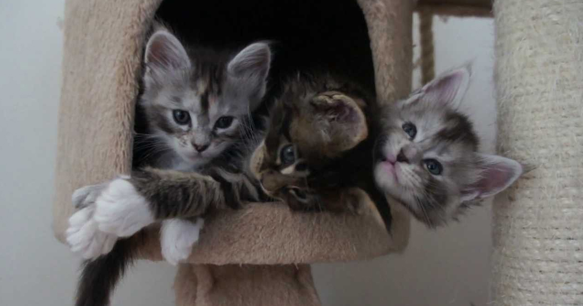 cute kittens ... 5 weeks old